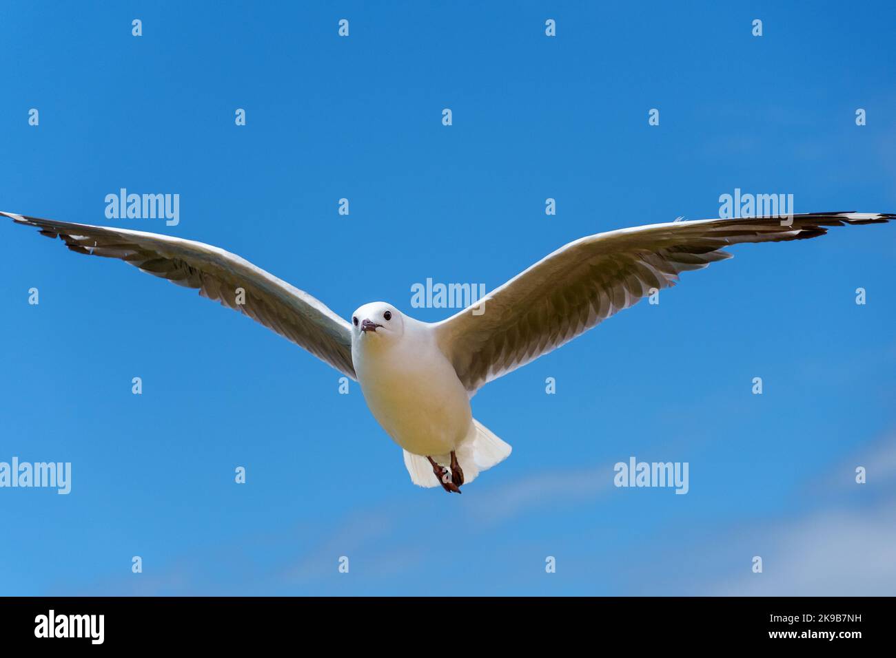 Hartlaubs hi-res stock photography and images - Alamy