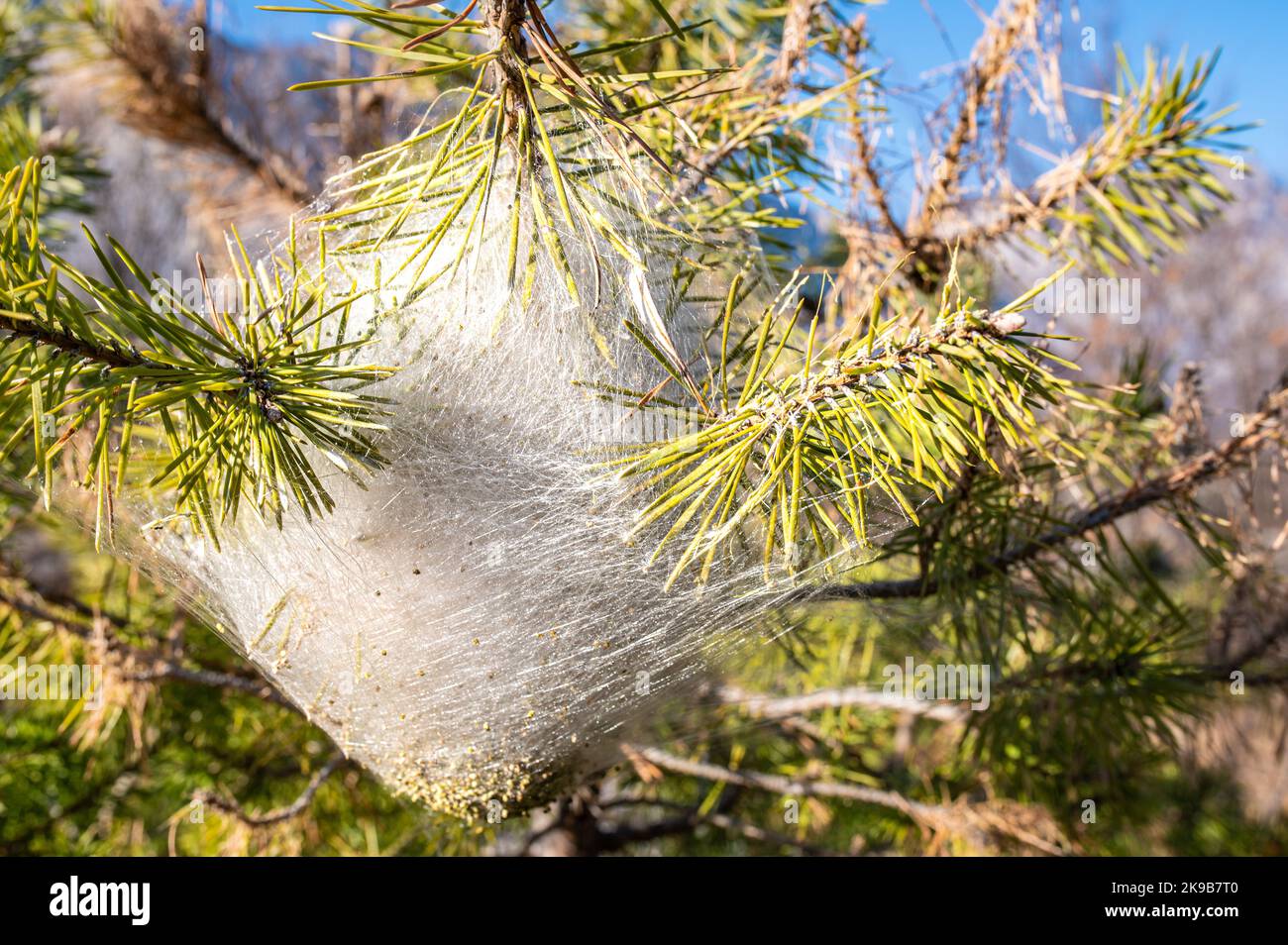 Pine processionary moth caterpillars in silken nests on pine tree to ...