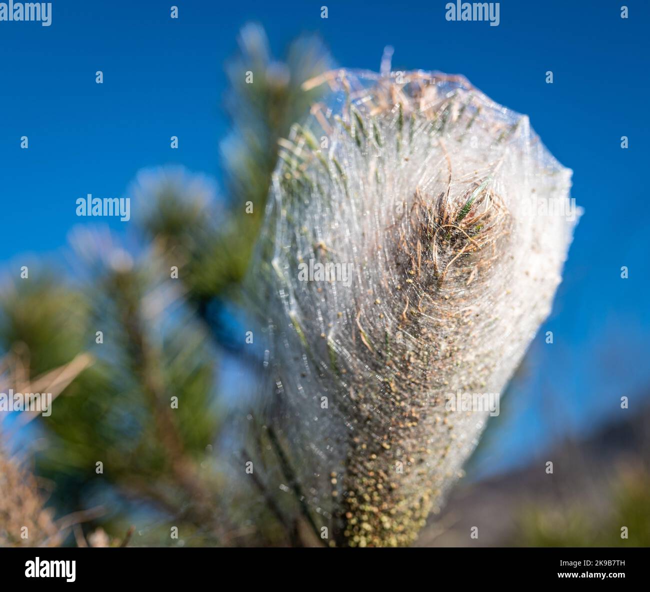 Pine processionary moth caterpillars in silken nests on pine tree to ...