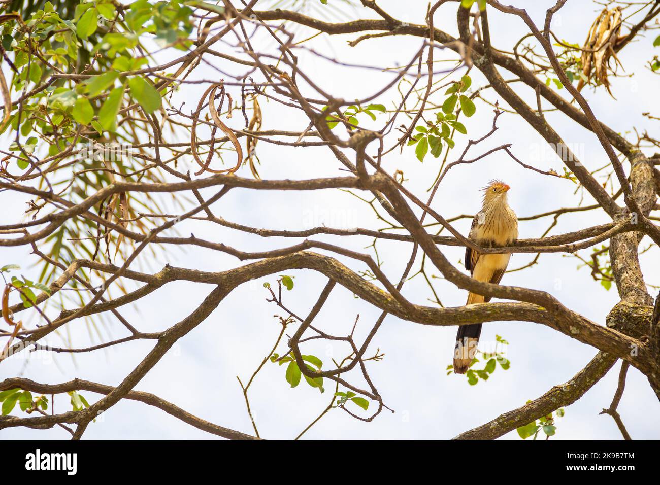 Guira plant hi-res stock photography and images - Alamy