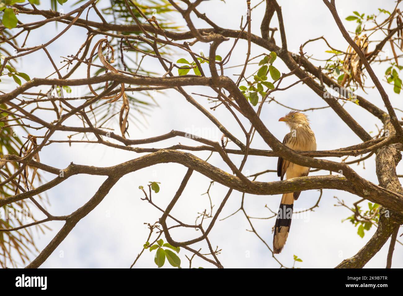 Guira plant hi-res stock photography and images - Alamy