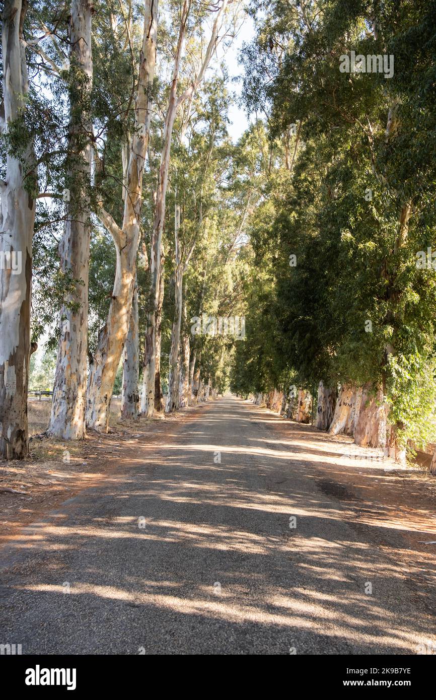 Vertical old forest road, beautiful long trees in vertical old forest ...