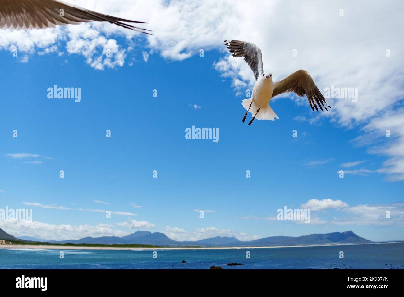 Hartlaubs hi-res stock photography and images - Alamy