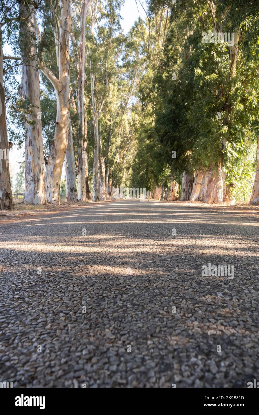 Vertical old forest road, beautiful long trees in vertical old forest ...
