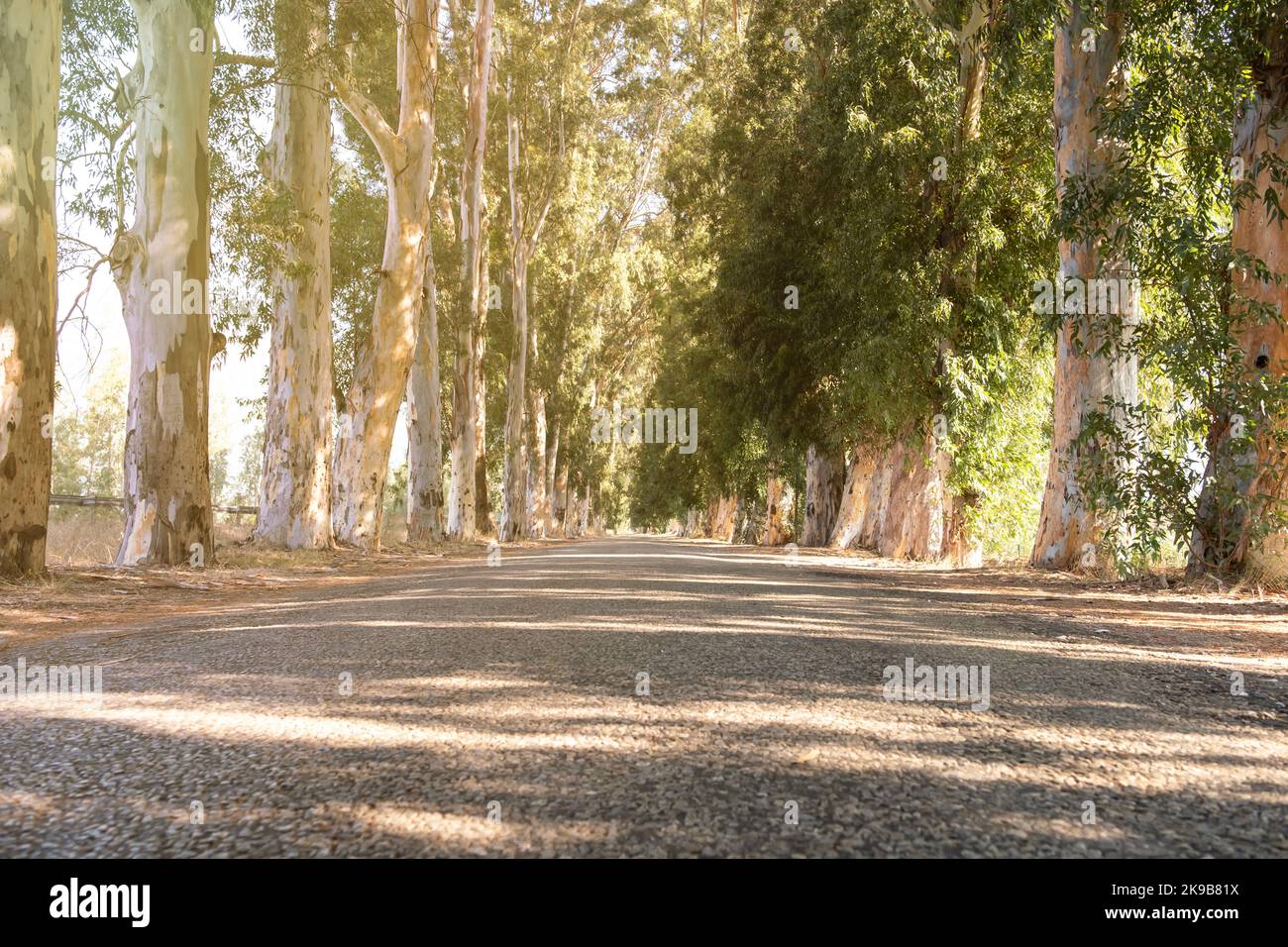 Old tree road, beautiful landscape of old tree road. Long eucalyptus ...