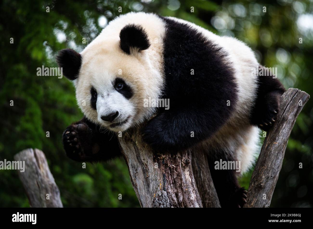Madrid, Spain. 27th Oct, 2022. A panda bear climbing at the top of a ...