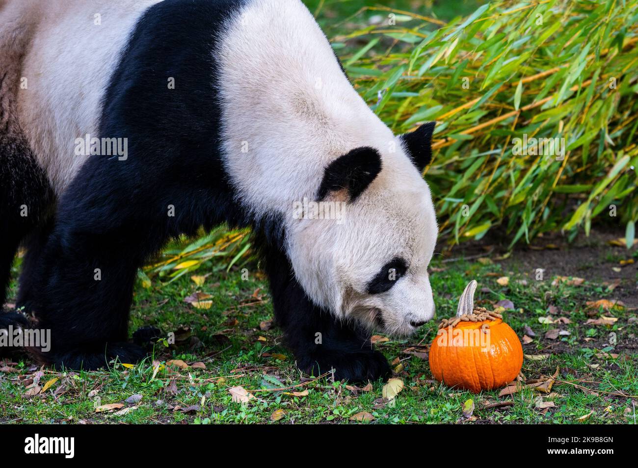 Madrid, Spain. 27th Oct, 2022. A panda bear approaching to a pumpkin in ...