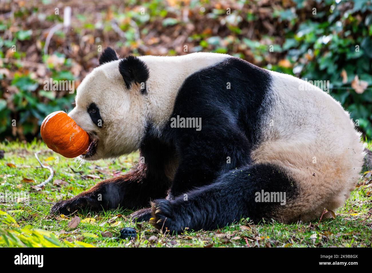 Marcos del mazo and panda hi-res stock photography and images - Alamy