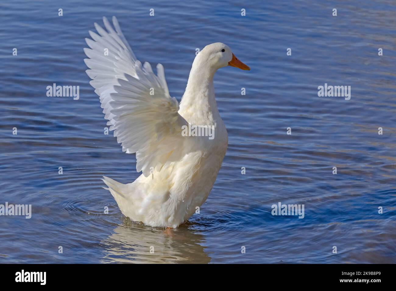 white duck standing in a water with its wings up Stock Photo - Alamy