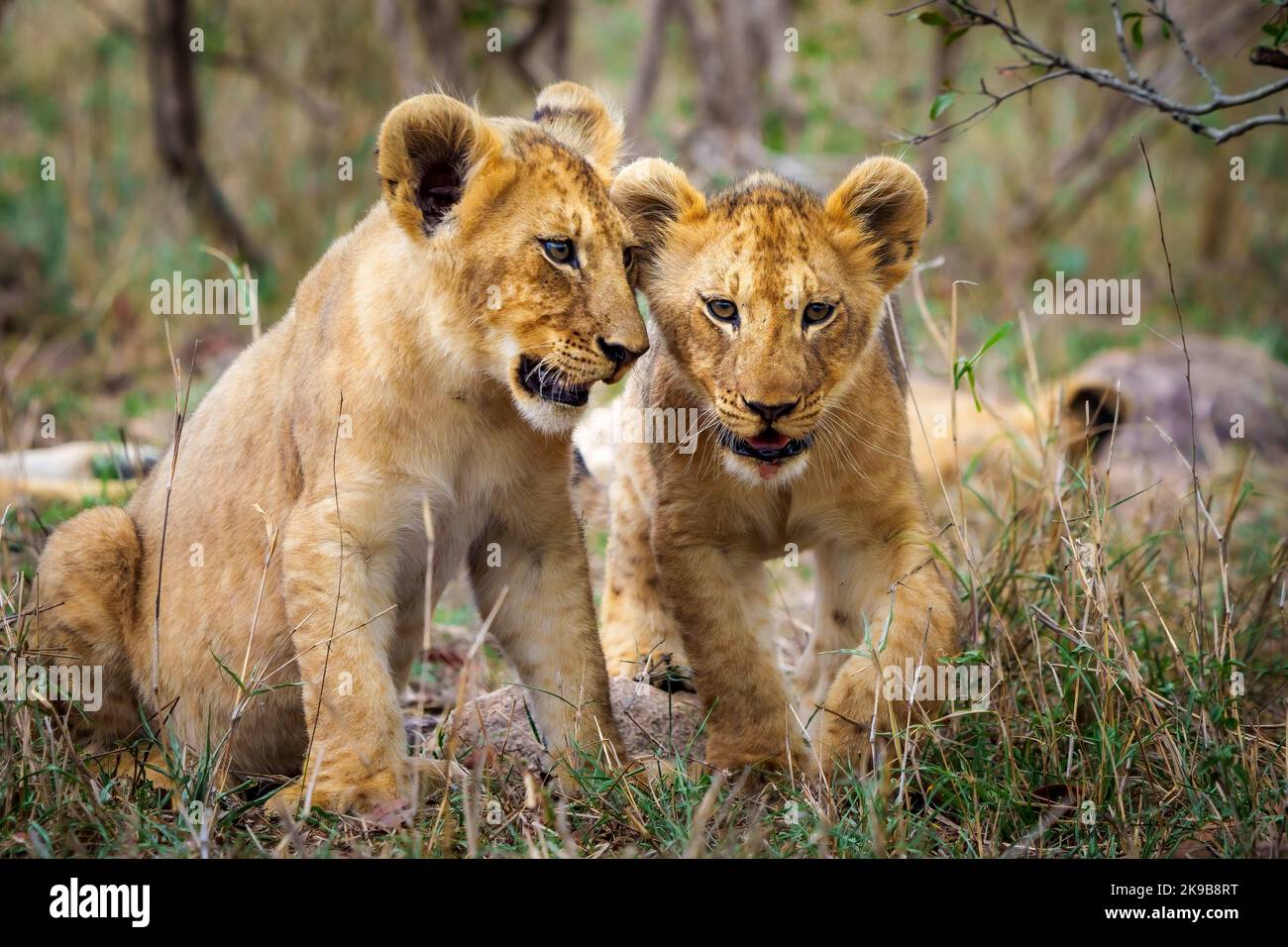 Lion (Panthera leo) cubs playing. Mpumalanga. South Africa Stock Photo ...