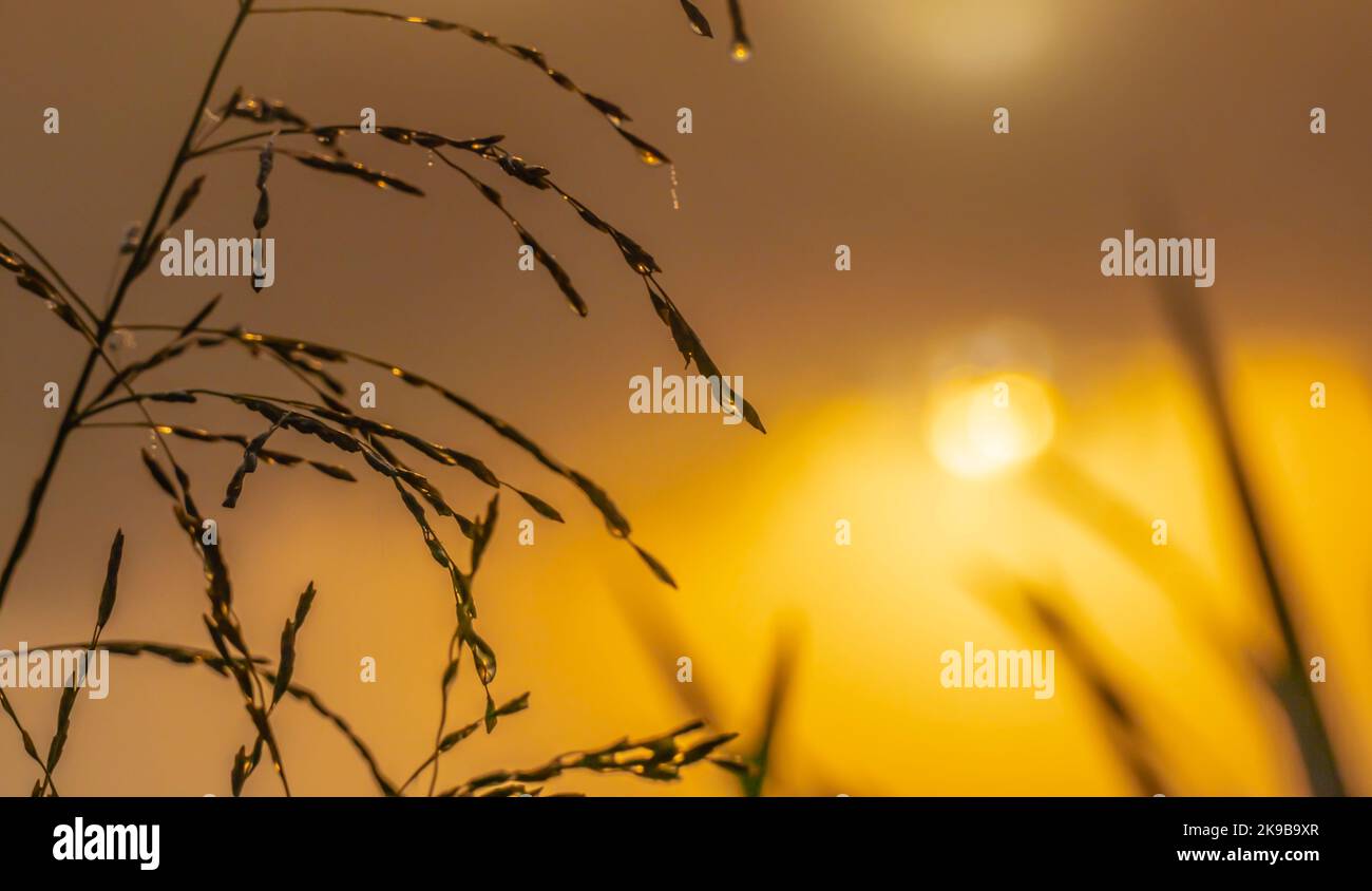 The sun rising over the lake illuminates the ears of coastal grass with ...