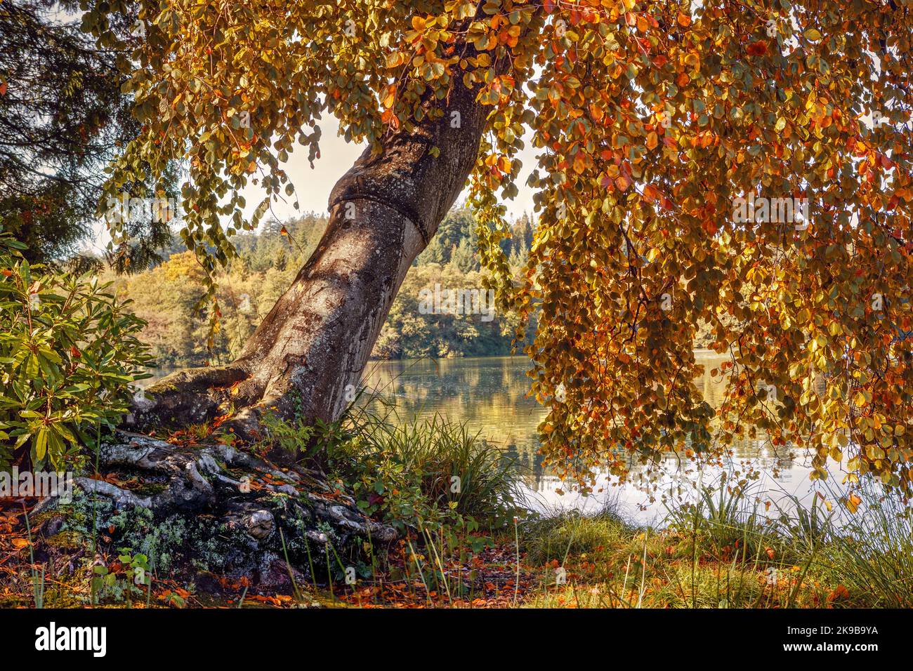 Tree hanging over the water at Shearwater lake in Autumn, Wiltshire, Uk ...