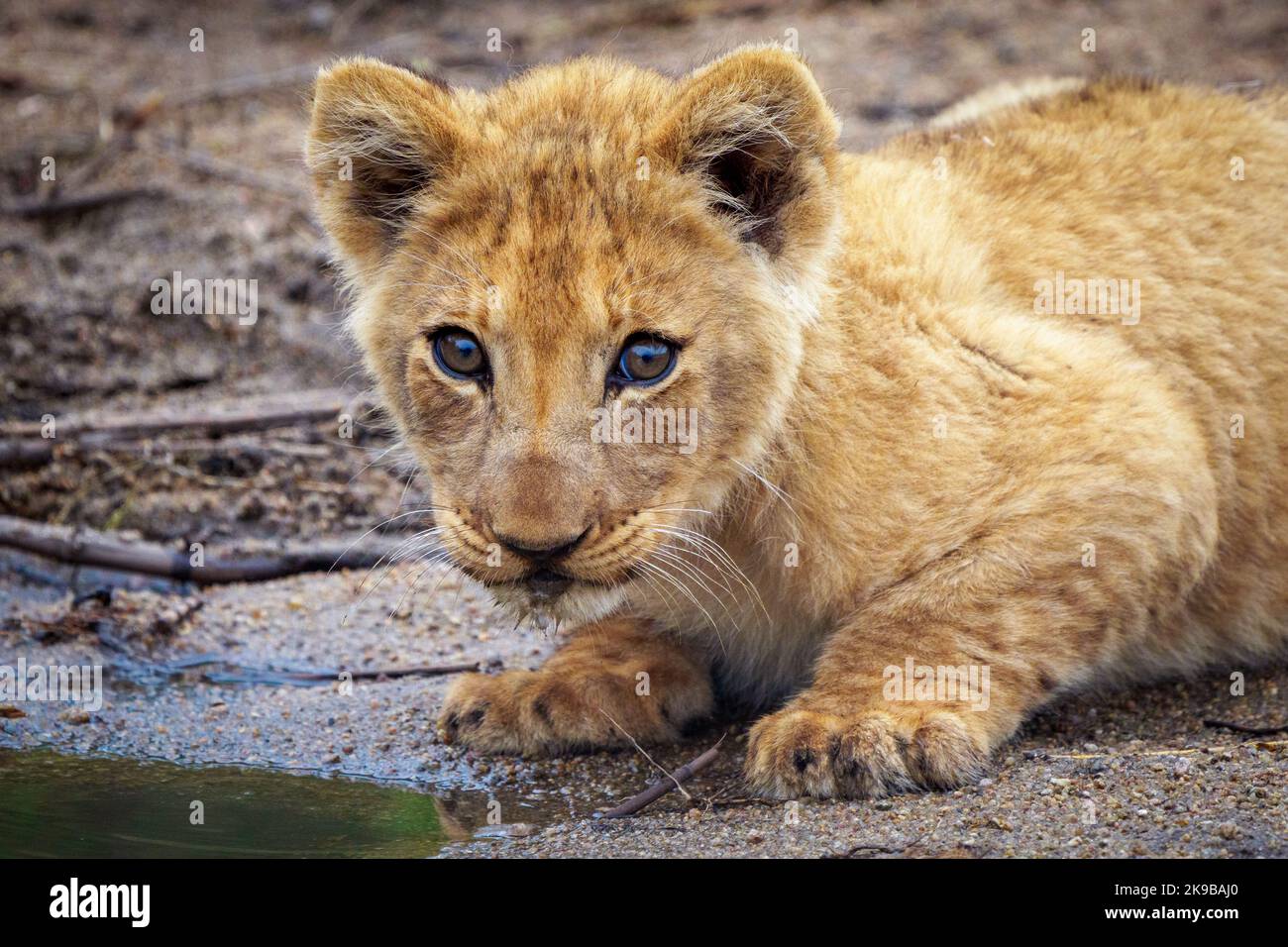 Lion (Panthera leo) cub drinking. Mpumalanga. South Africa Stock Photo ...
