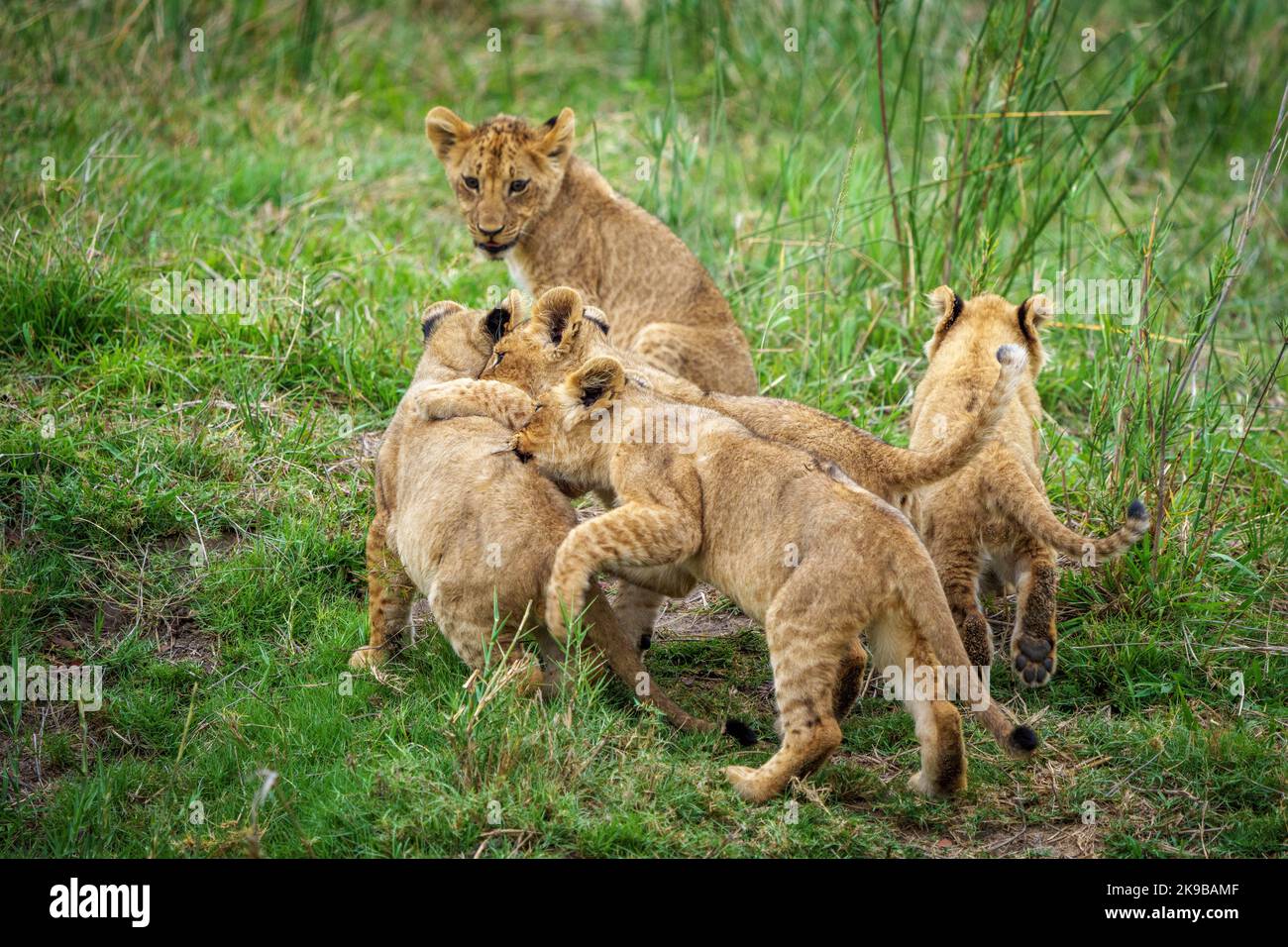 Lion (Panthera leo) cubs playing. Mpumalanga. South Africa Stock Photo ...