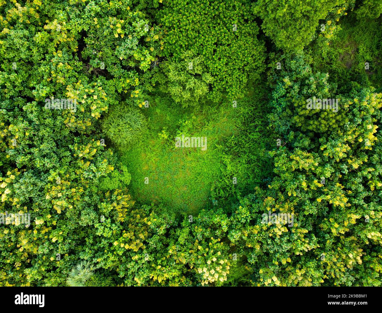 Aerial view of planting trees or lush rainforest with sunlight during ...