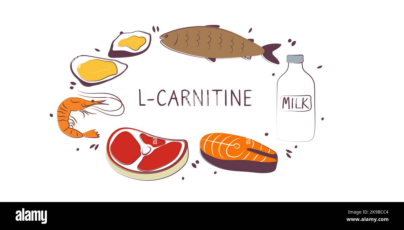 L-carnitine-containing food. Groups of healthy products containing ...