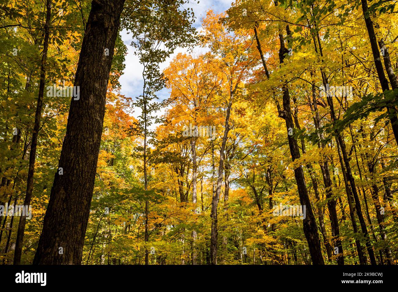 Beautiful forest with colorful autumn leaves in national park in Canada ...