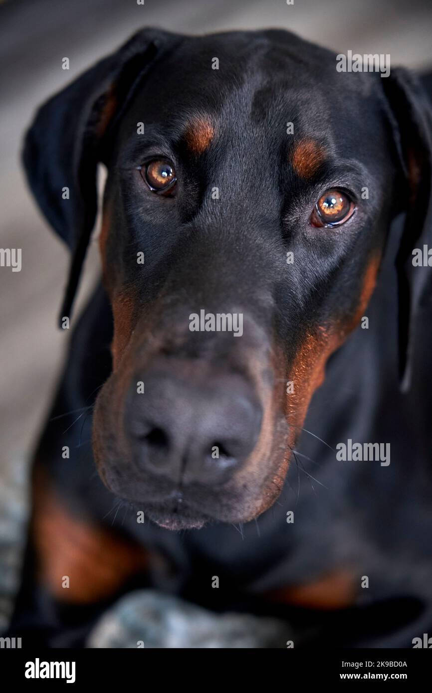 Close up Portrait of Doberman puppy dog looking at camera Stock Photo ...