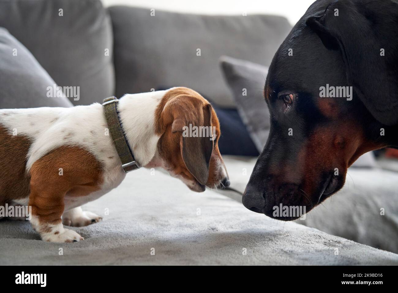 Close up nose miniature dachshund hi-res stock photography and images ...