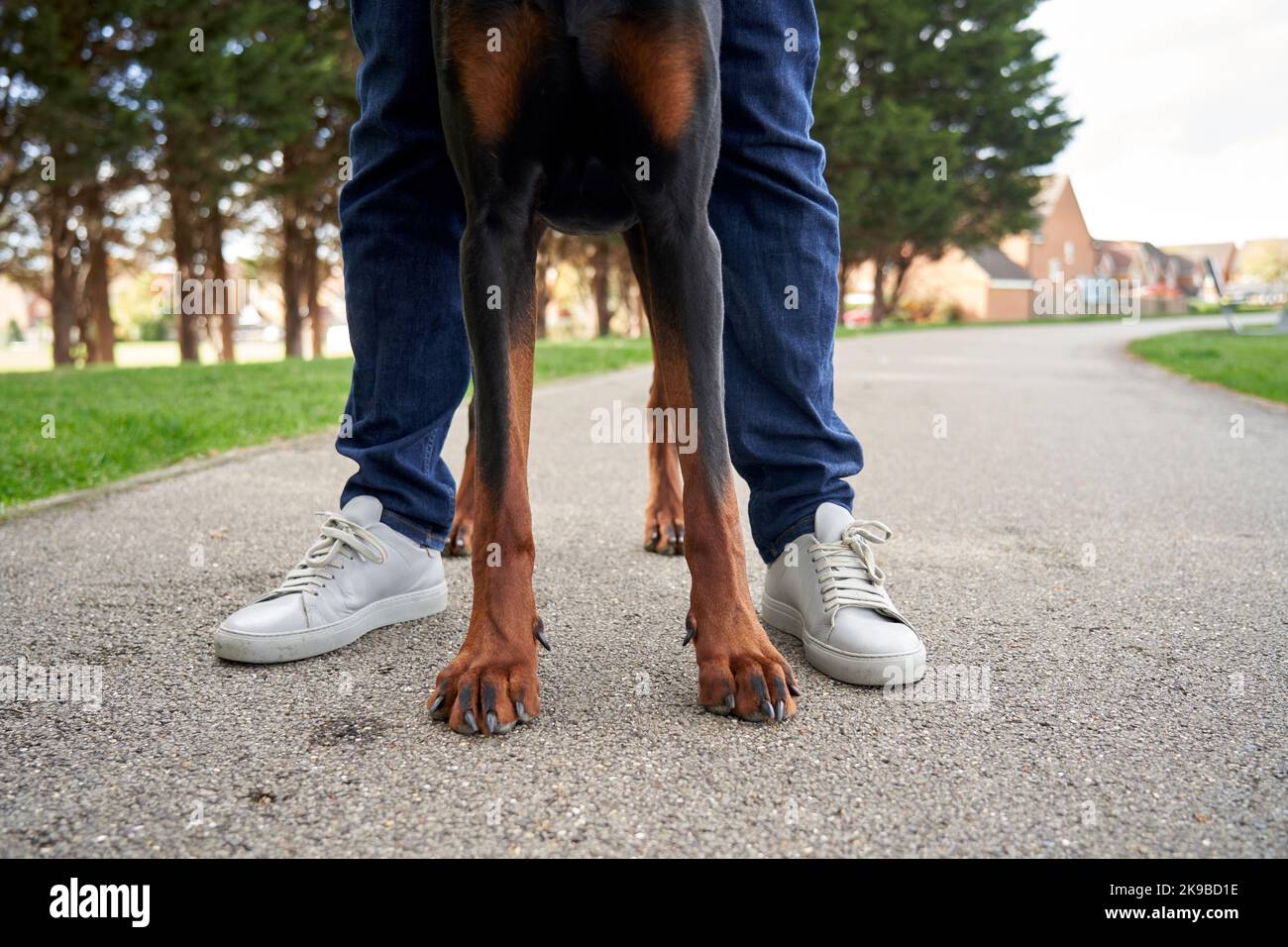 Young Doberman Pinscher dog sitting between owners legs while out for a ...