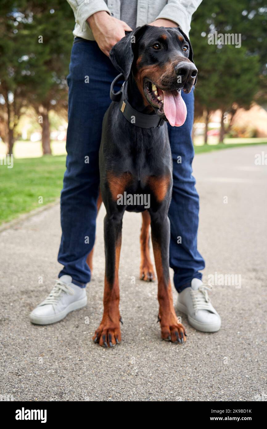 Young Doberman Pinscher dog standing between owners legs while out for ...