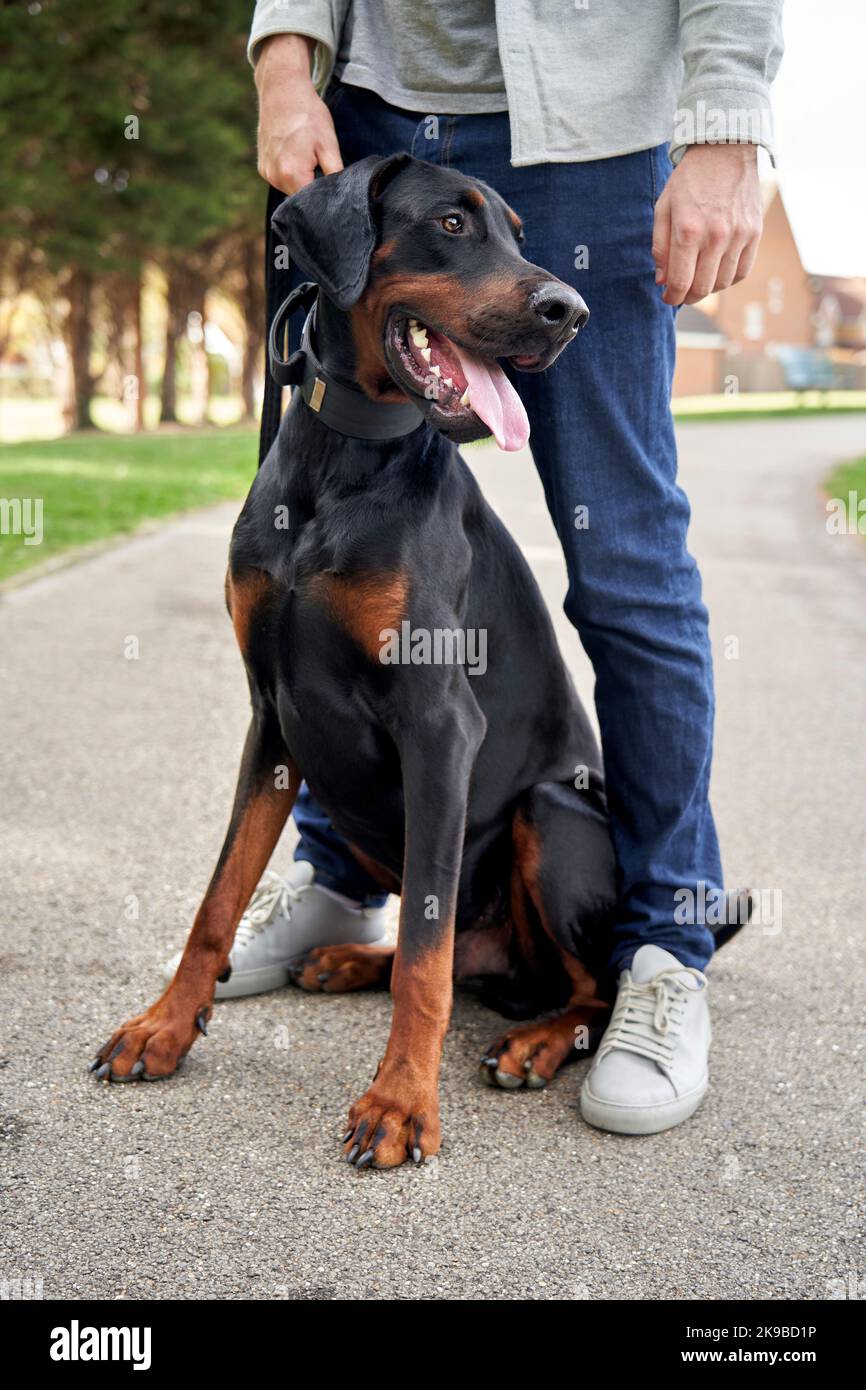 Young Doberman Pinscher dog sitting between owners legs while out for a ...