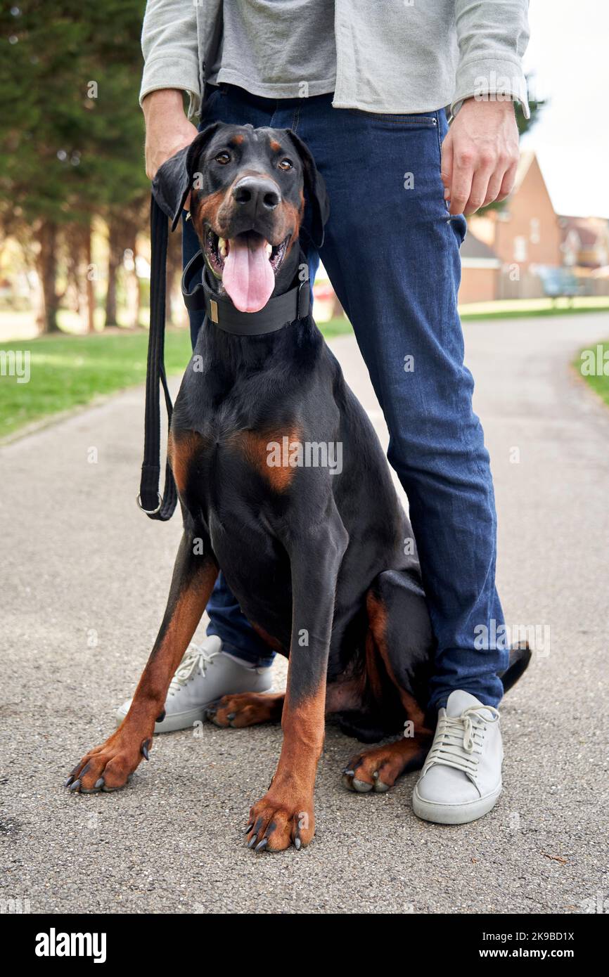 Young Doberman Pinscher dog sitting between owners legs while out for a ...