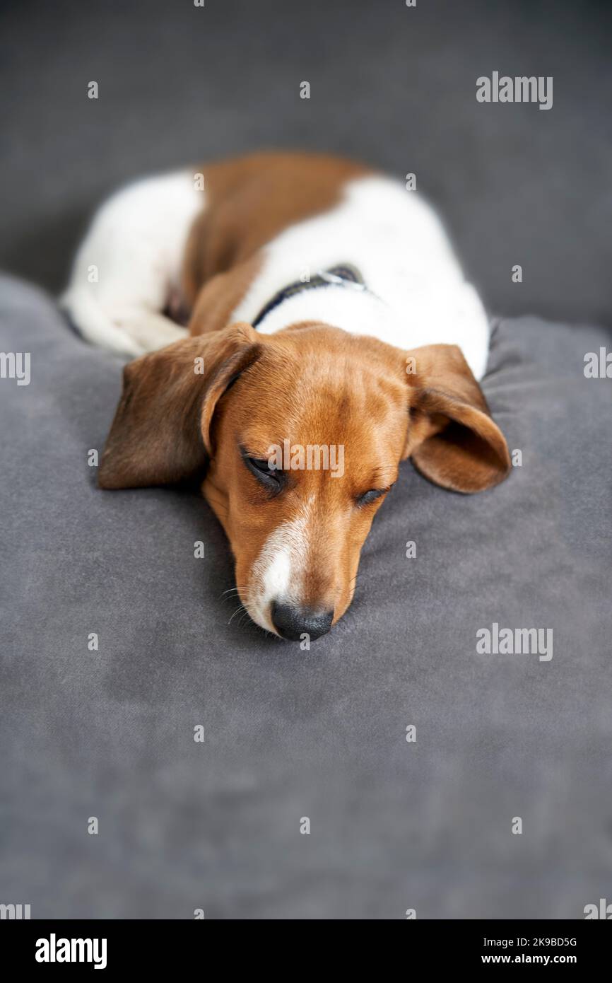 Piebaldism In Dogs