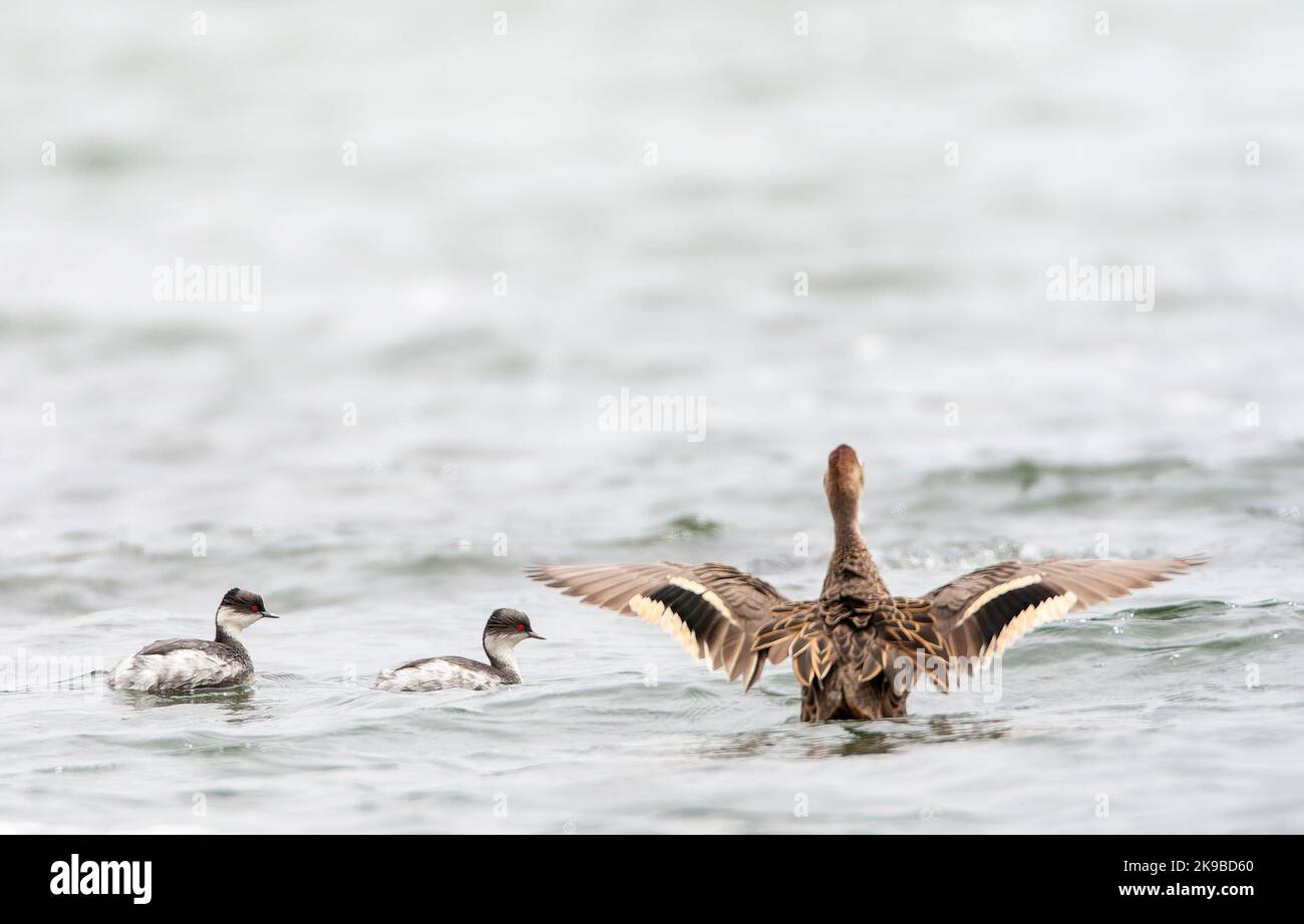 Podiceps occipitalis juninensis hi-res stock photography and images - Alamy