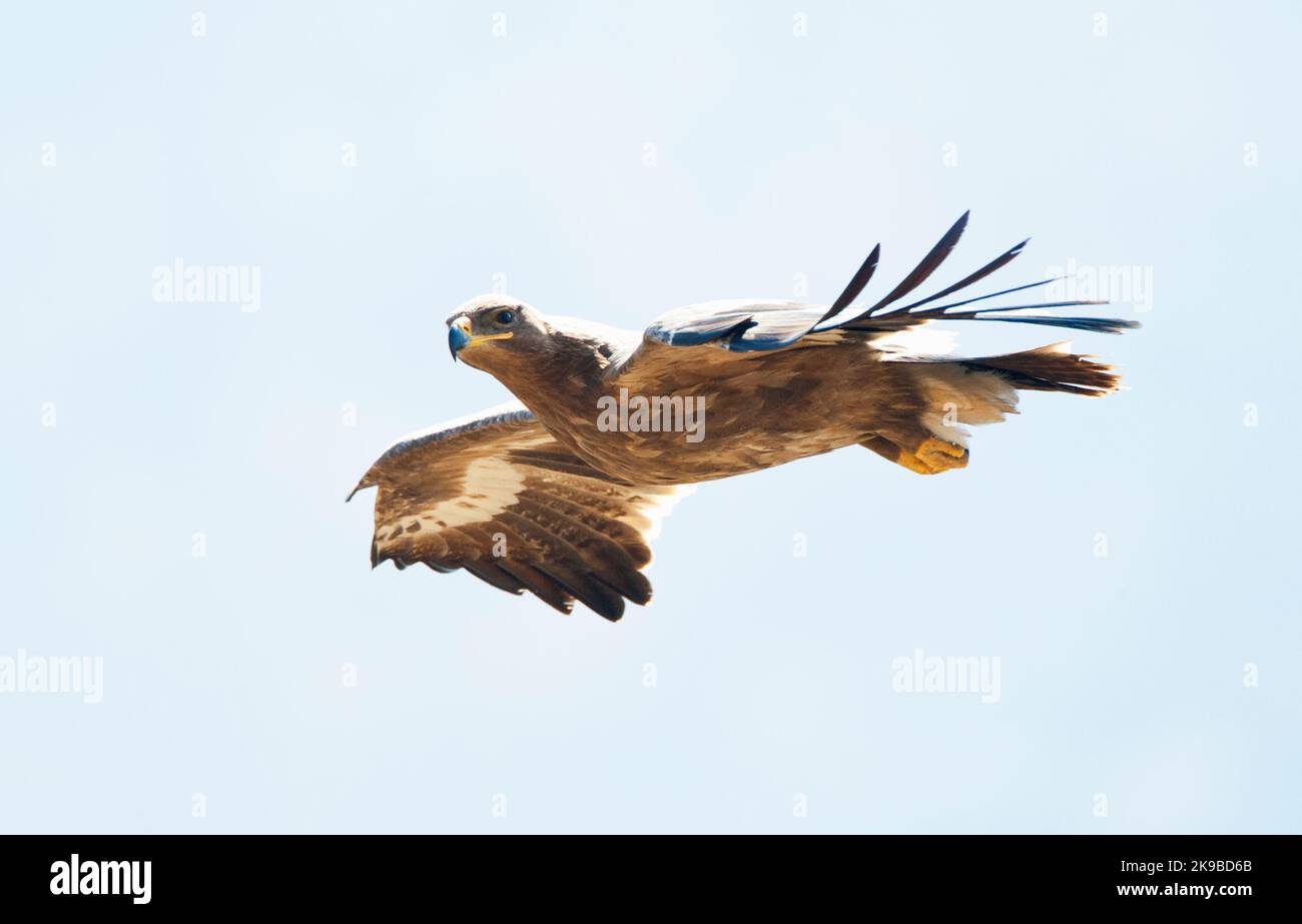 Immature Steppe Eagle in flight Stock Photo - Alamy