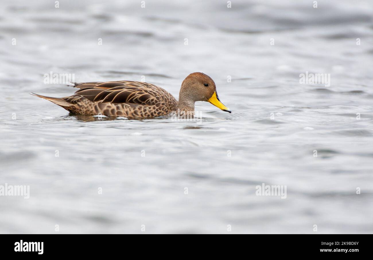 Male Yellow-billed Pintail (Anas georgica) swimming in an andean lake ...