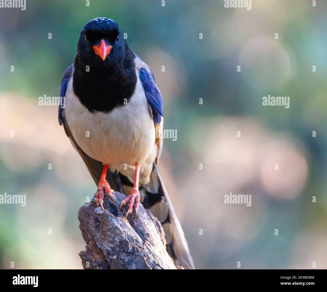 Red-billed Blue Magpie (Urocissa erythroryncha) in Himalaya forest ...