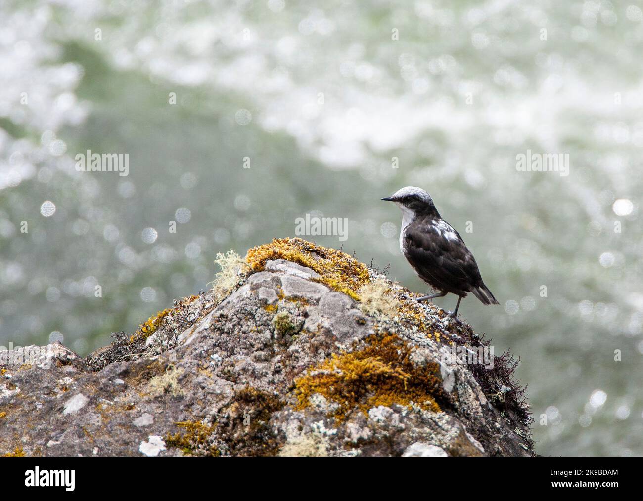 White-capped Dipper, (Cinclus leucocephalus) in fast flowing river on ...