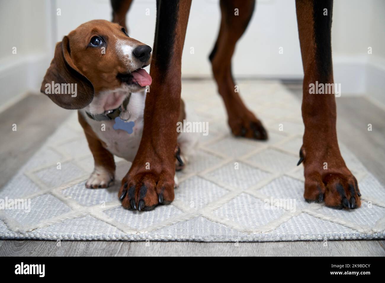 Doberman Basset Hound Mix