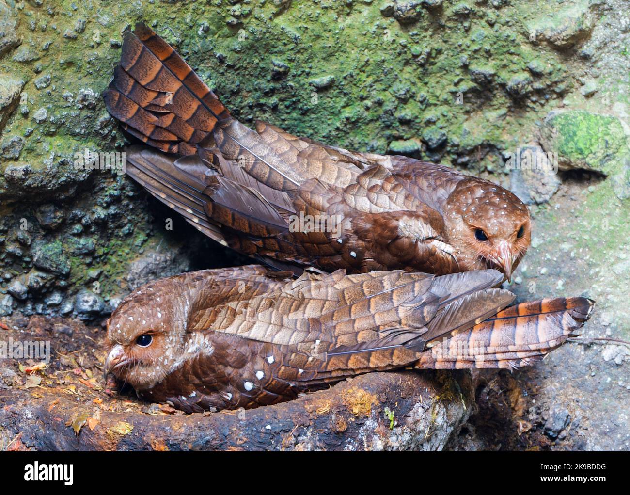 Oilbird (Steatornis caripensis) at a daytime roost in Ecuador. Locally ...