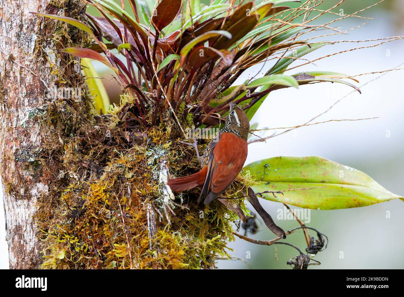 Pearled treerunner (Margarornis squamiger) at San Isidro lodge, east ...