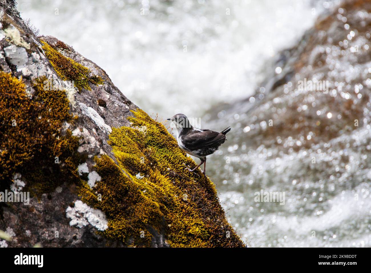 White-capped Dipper, (Cinclus leucocephalus) in fast flowing river on ...