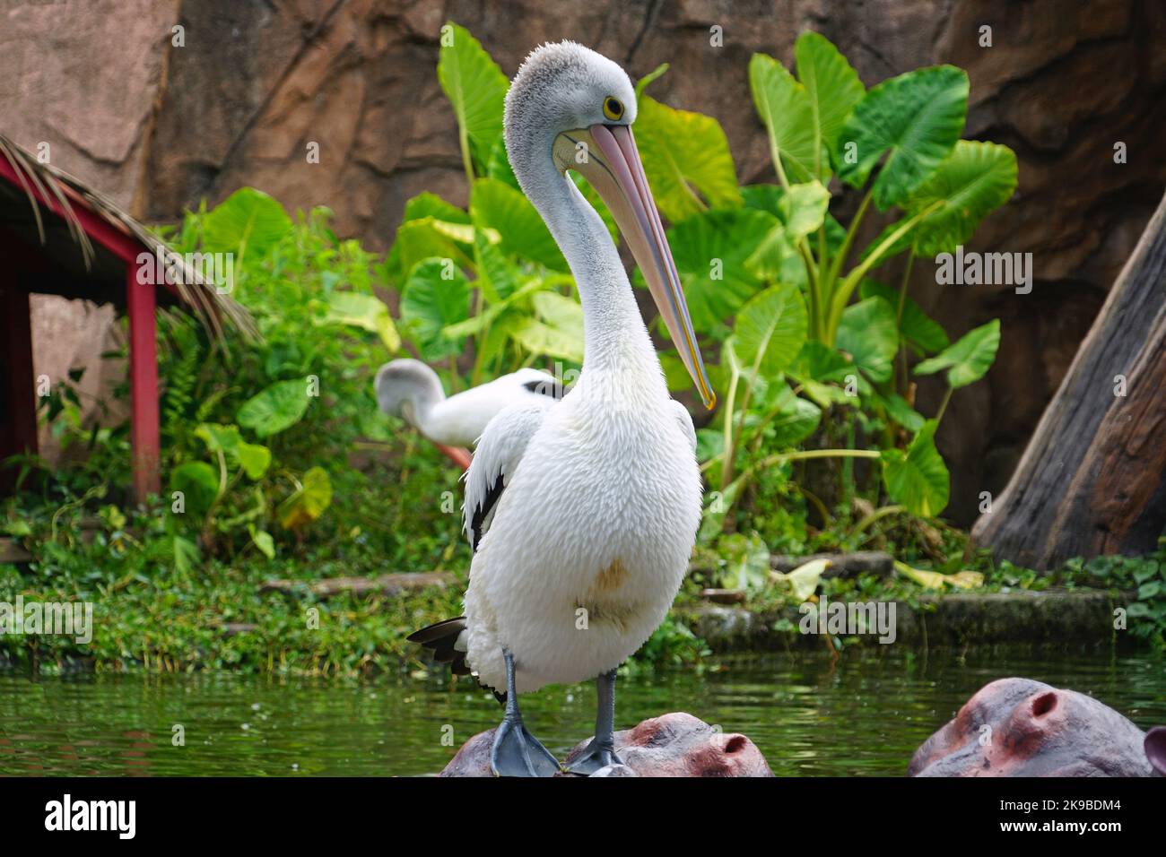 Pelican Bird at Batu Secret Zoo, Malang, East Java, Indonesia Stock Photo - Alamy