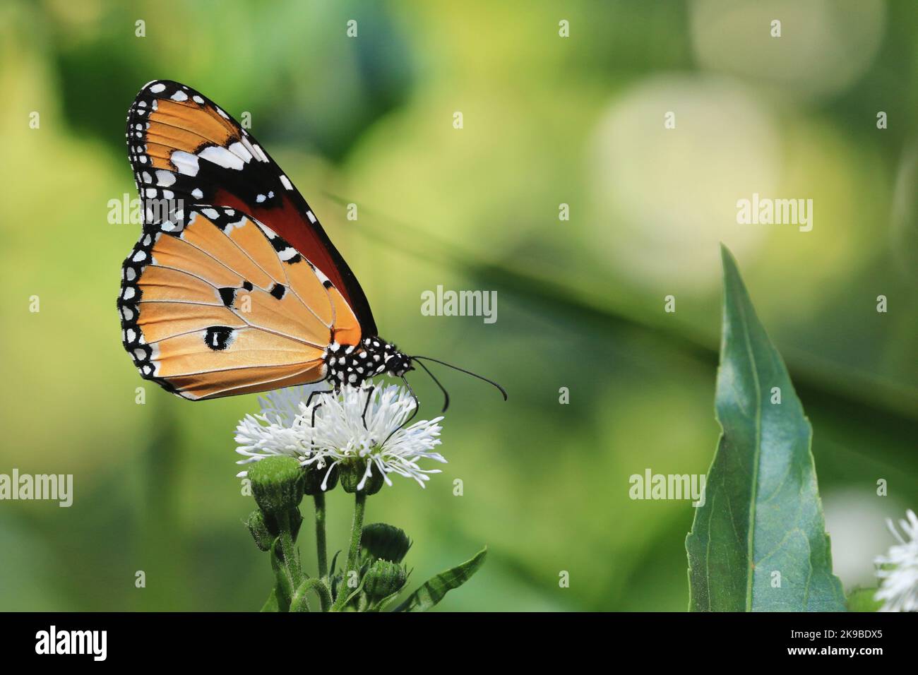 Orange Tiger,Common Tiger,Indian Monarch butterfly sitting on the white ...