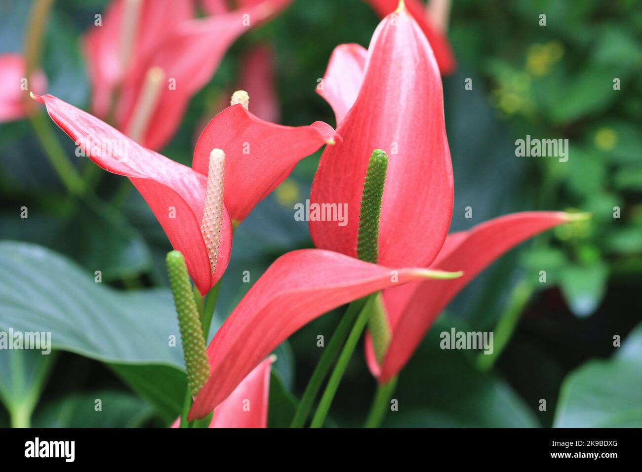 blooming Anthurium,Flaming plant,Flaming lily flowers,close-up of ...