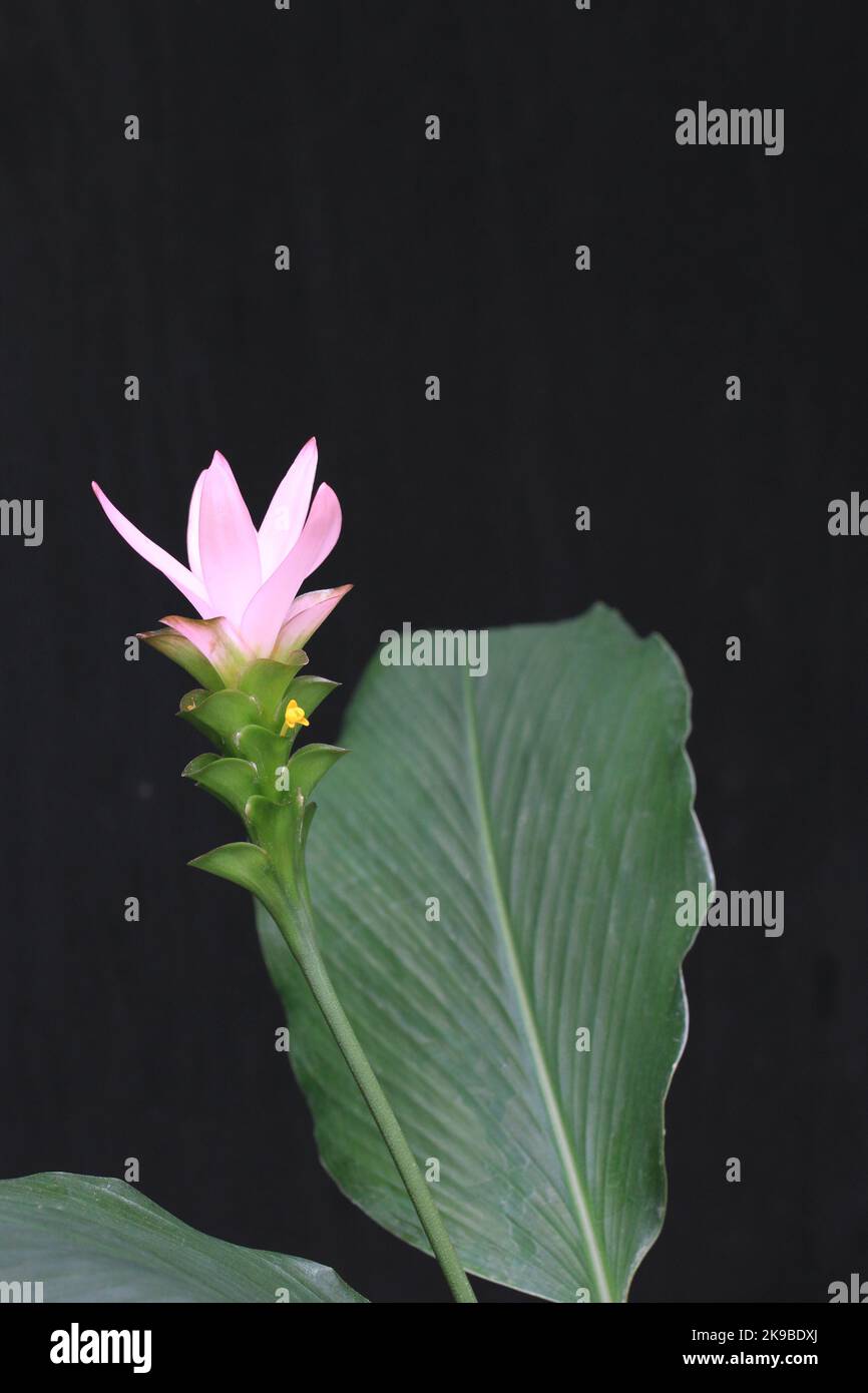 Siam tulip ginger flower hi-res stock photography and images - Alamy