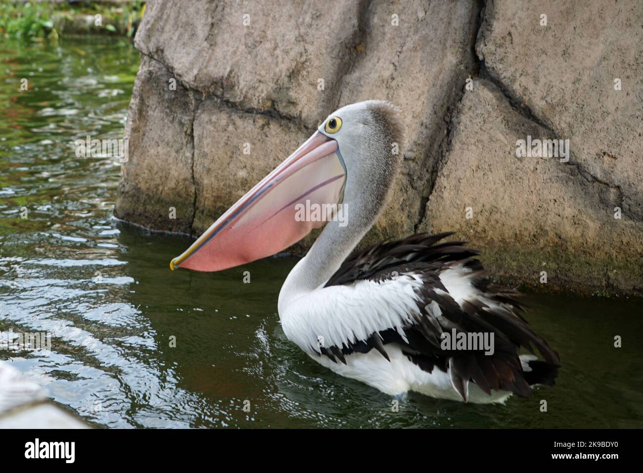 Pelican Bird at Batu Secret Zoo, Malang, East Java, Indonesia Stock Photo - Alamy