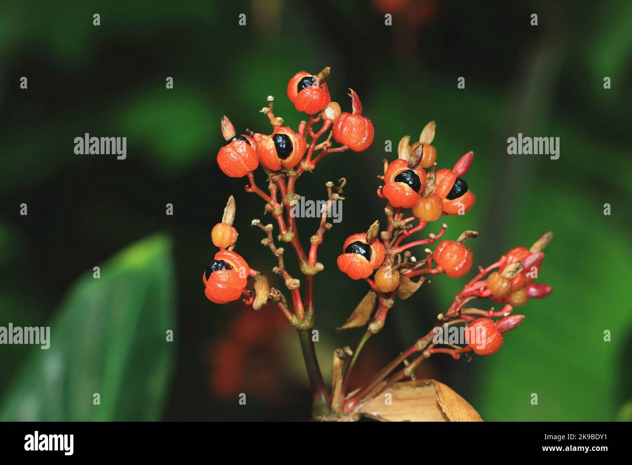 Guarana plant hi-res stock photography and images - Alamy