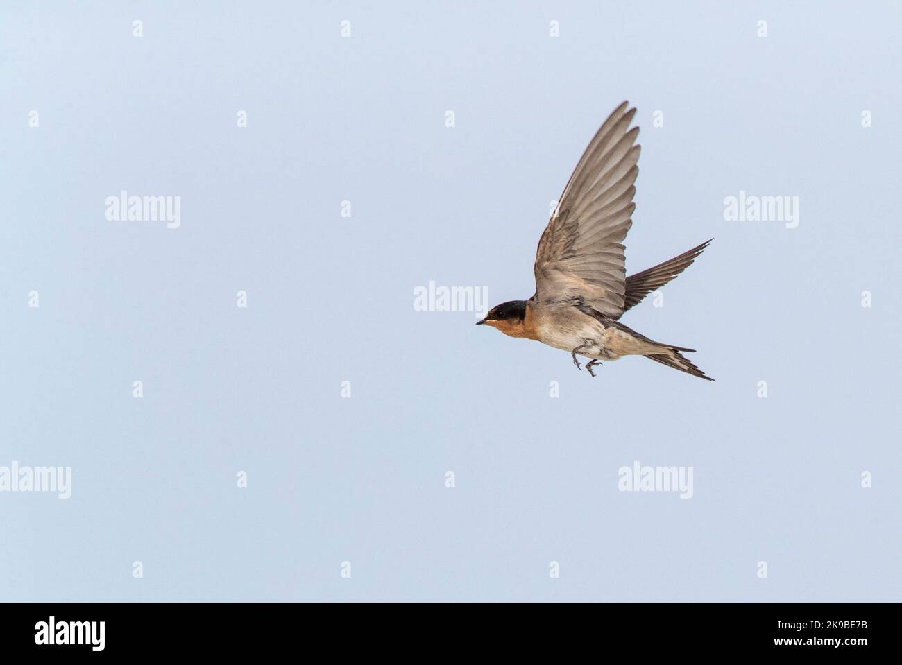 Welcome swallow (Hirundo neoxena) in flight in New Zealand Stock Photo ...