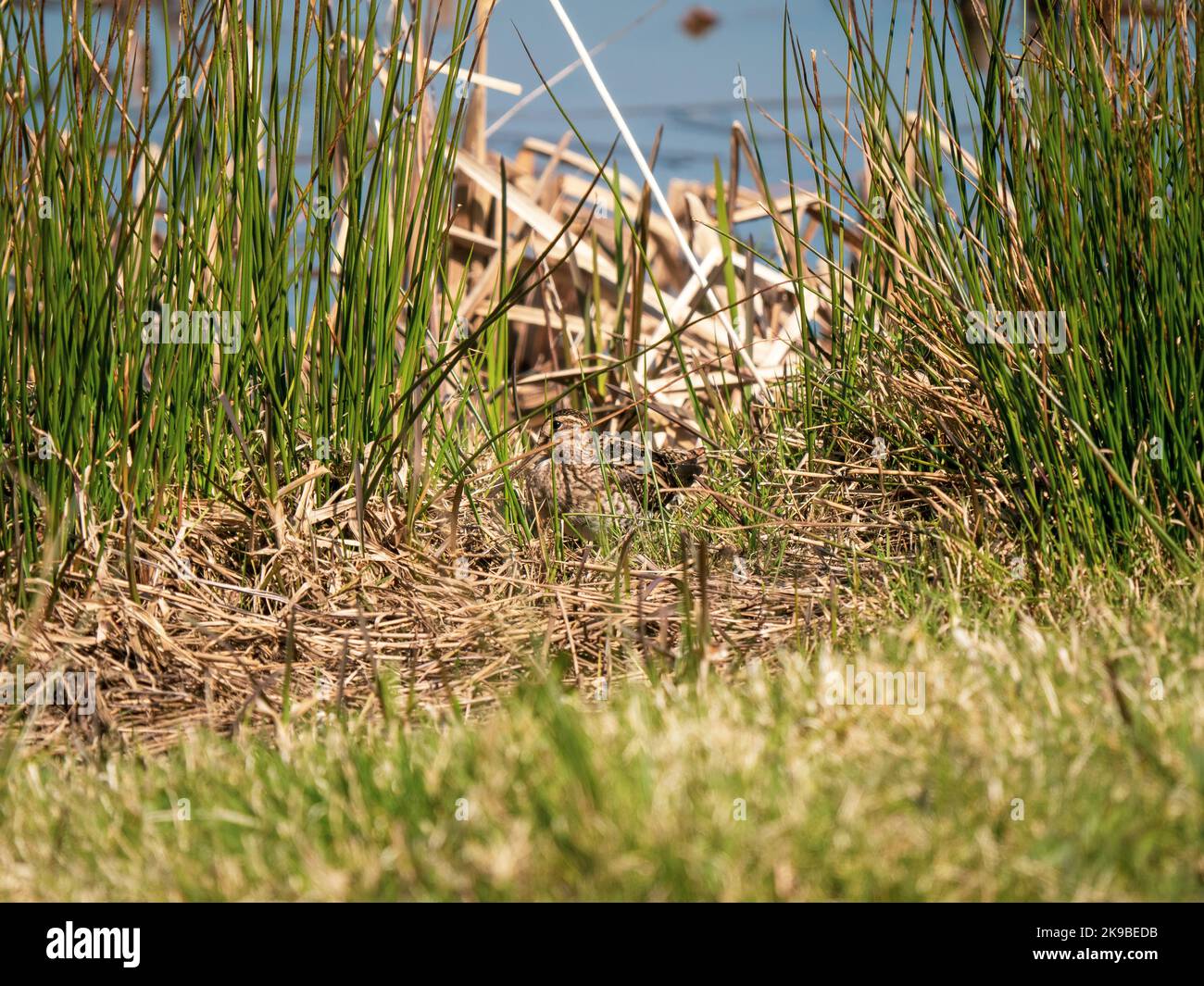 Eurasian snipe hi-res stock photography and images - Alamy