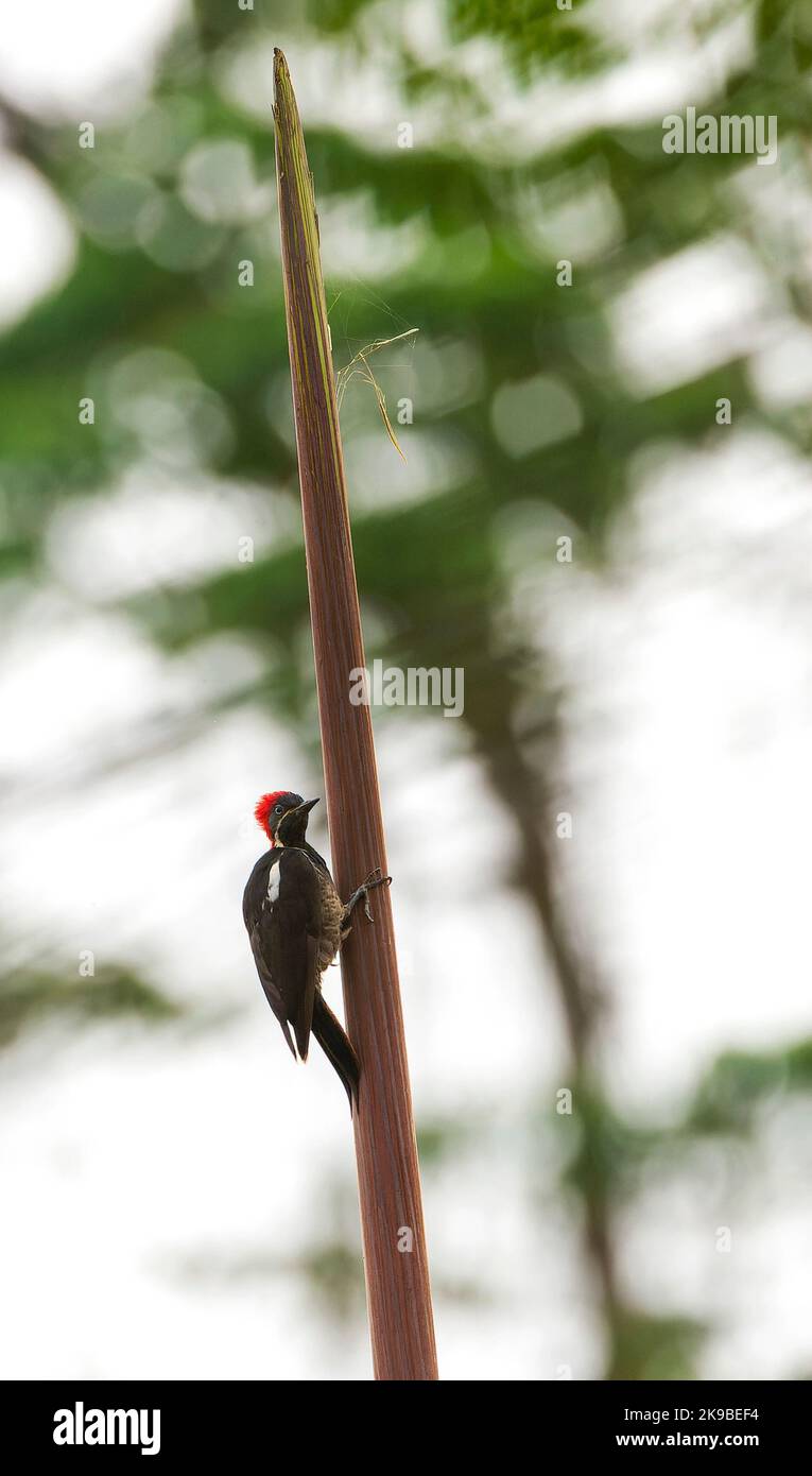 Lineated Woodpecker (Dryocopus lineatus lineatus) in Ecuador Stock ...