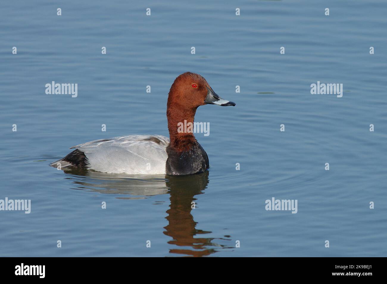 Tafeleend zwemmend; Common Pochard zwimming Stock Photo - Alamy