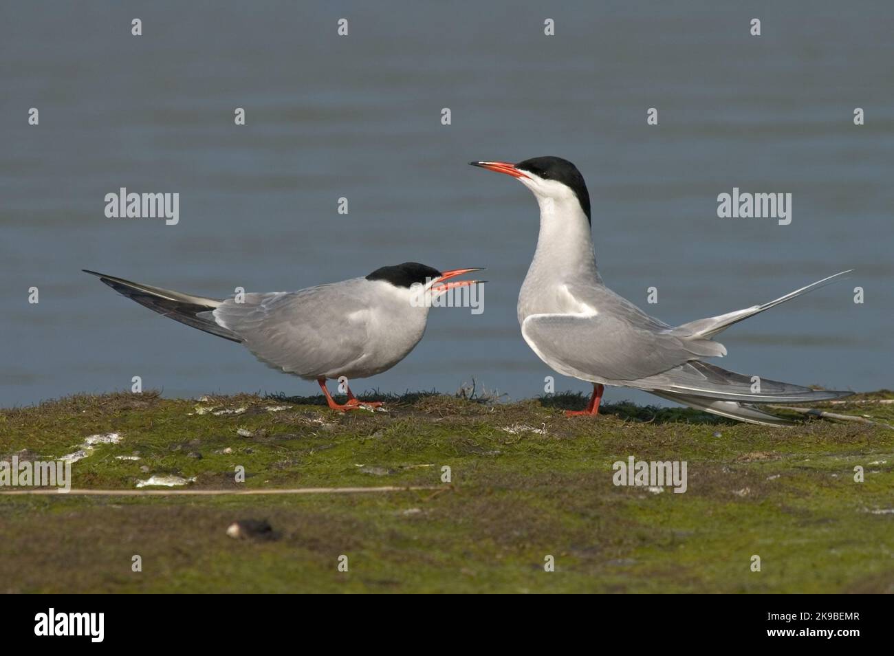Common Tern pair standing; Visdief paar staand Stock Photo - Alamy