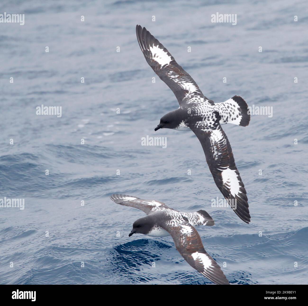 Cape Petrel (Daption capense australe) at sea in the Pacific Ocean of ...