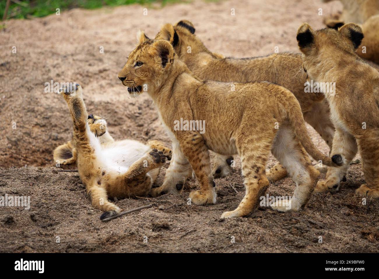 Lion (Panthera leo) cubs playing. Mpumalanga. South Africa Stock Photo ...